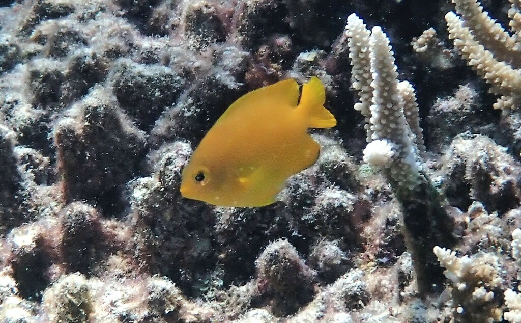 Lemon Damsel from Cairns, QLD, Australia on September 10, 2022 at 01:36 ...