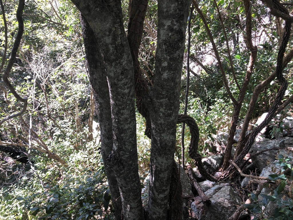 Secamone elliptica R.Br.