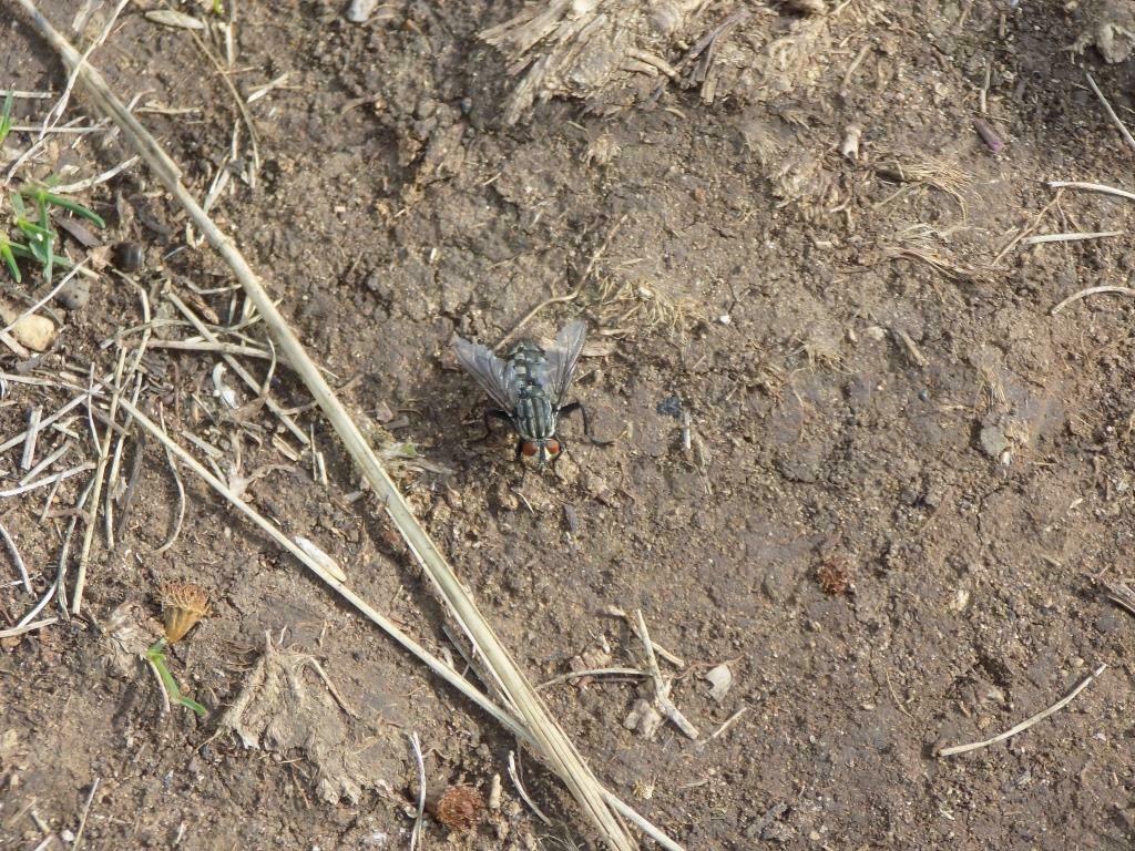 Common Flesh Flies from Kungur, Perm Krai, Russia on September 19, 2022 ...