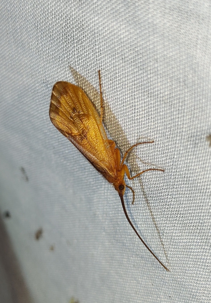 Pycnopsyche from Silver Point, TN 38582, USA on September 21, 2022 at ...
