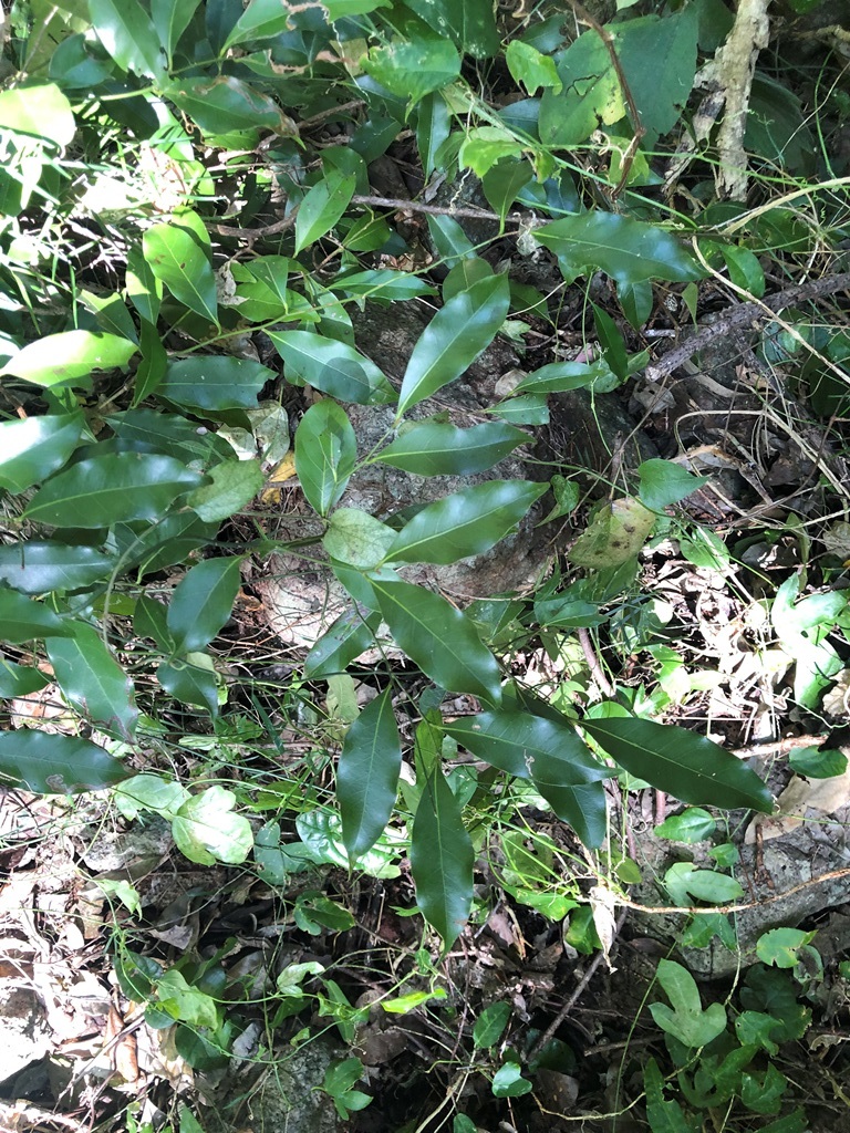Cryptocarya bidwillii Meisn.