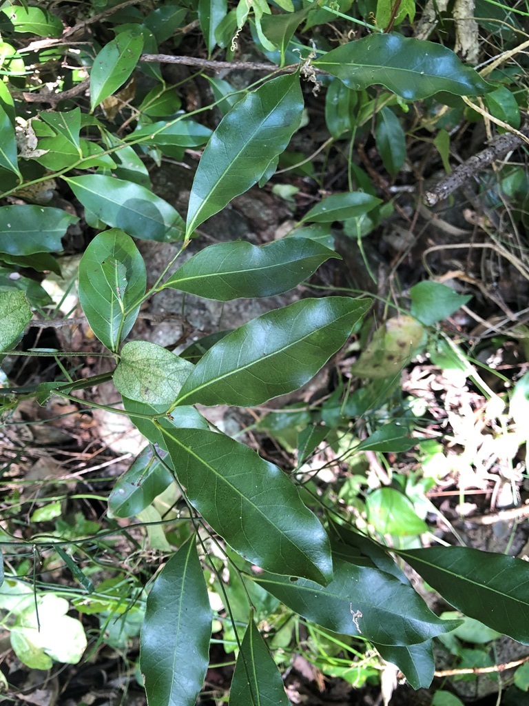 Cryptocarya bidwillii Meisn.