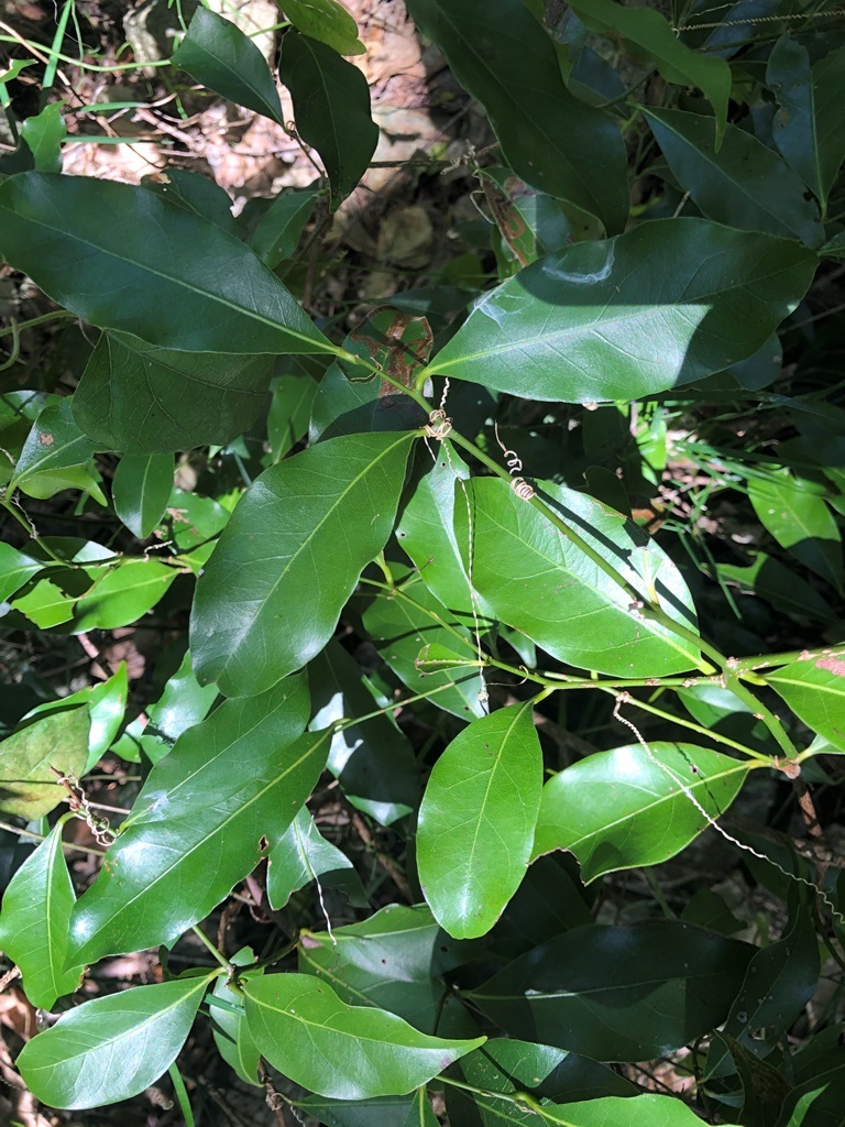 Cryptocarya bidwillii Meisn.
