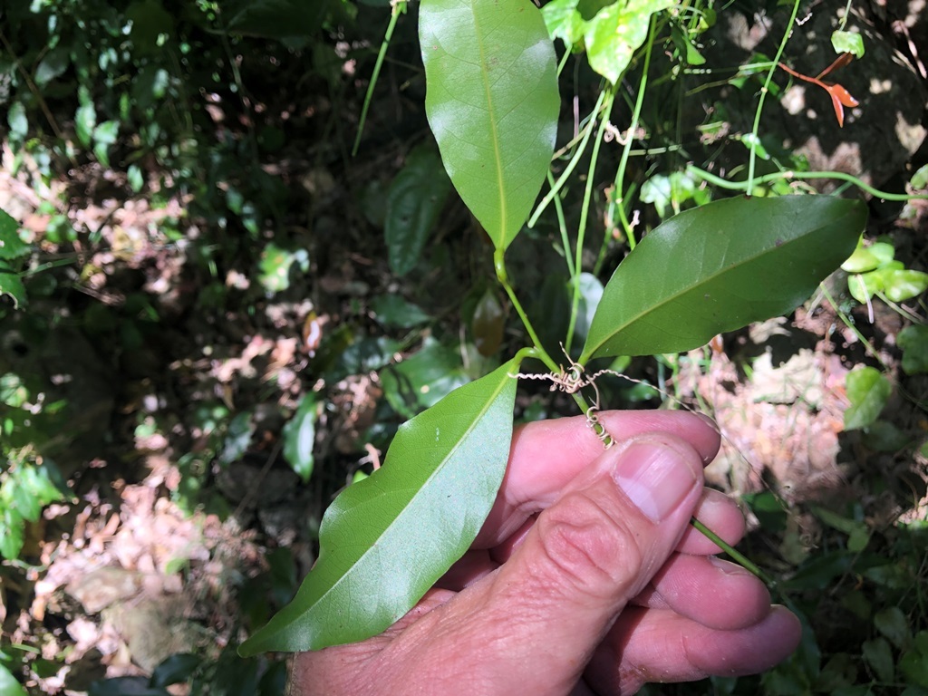 Cryptocarya bidwillii Meisn.