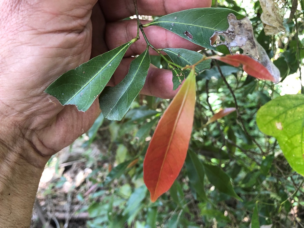 Cryptocarya bidwillii Meisn.