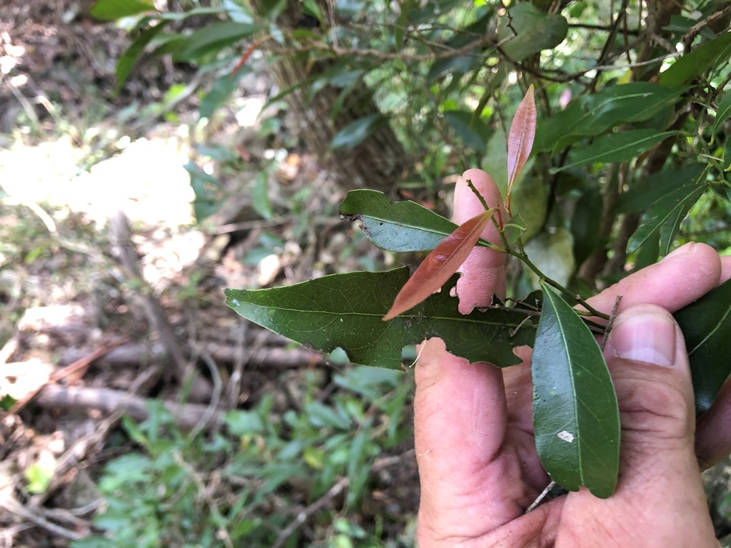 Cryptocarya bidwillii Meisn.