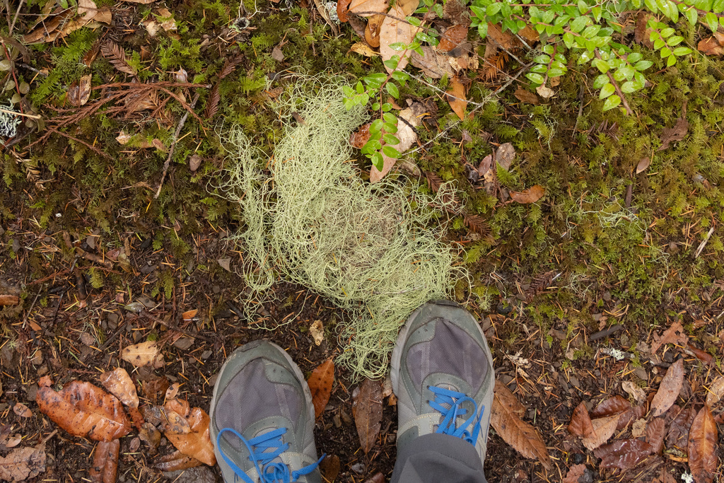 beard lichens from San Mateo County, CA, USA on September 21, 2022 at ...