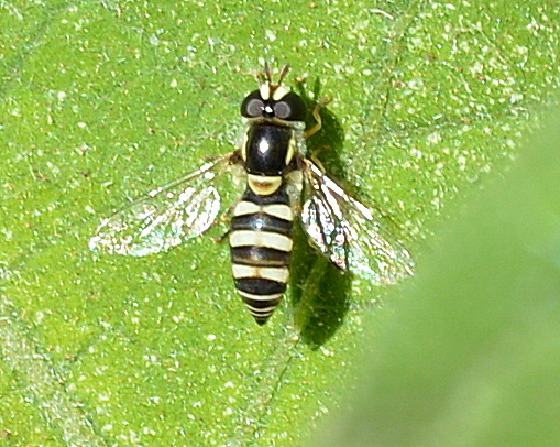 Epauletted Hover Fly from Damara Mopane Lodge, Kunene Region, Namibia ...
