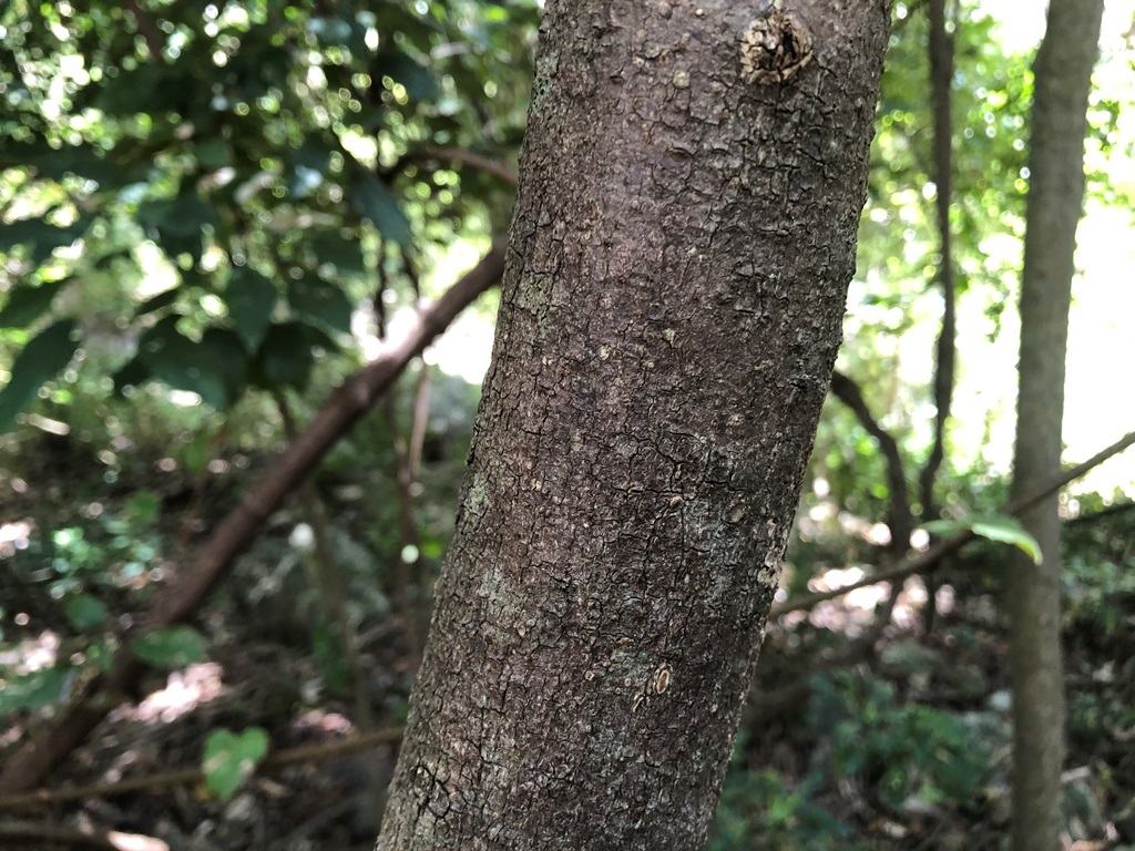 Cryptocarya bidwillii Meisn.