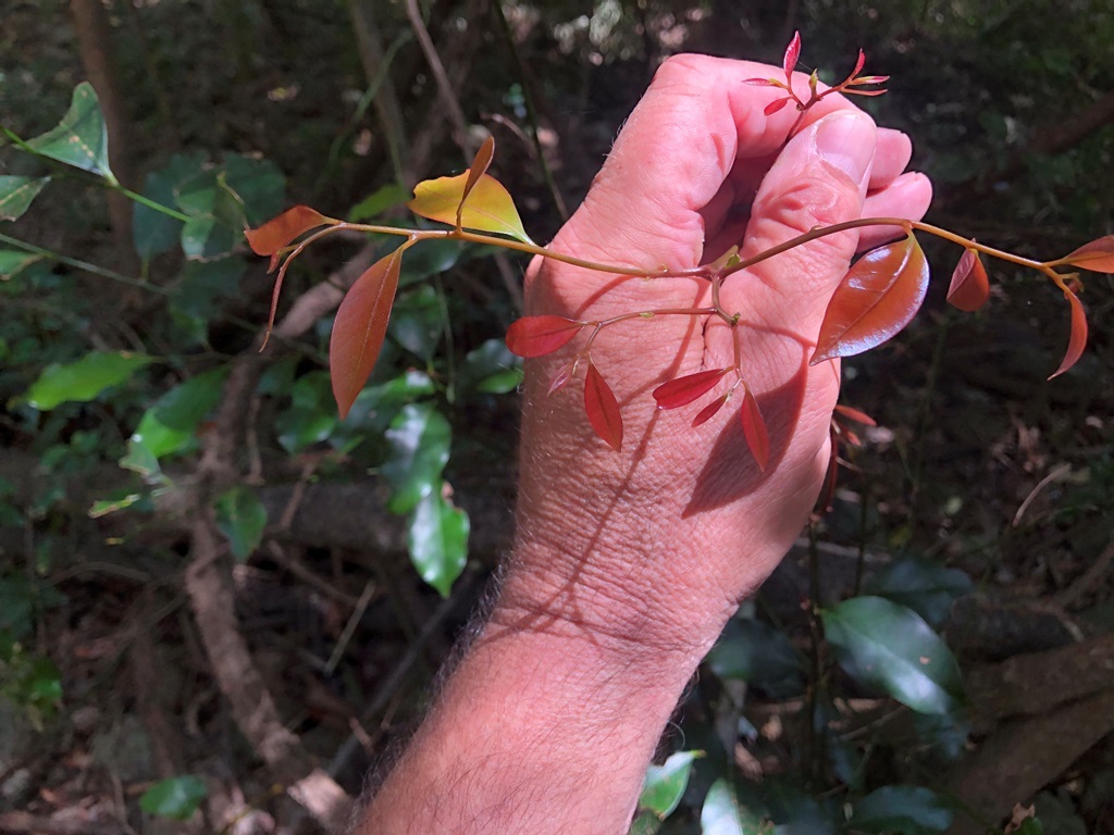 Cryptocarya bidwillii Meisn.