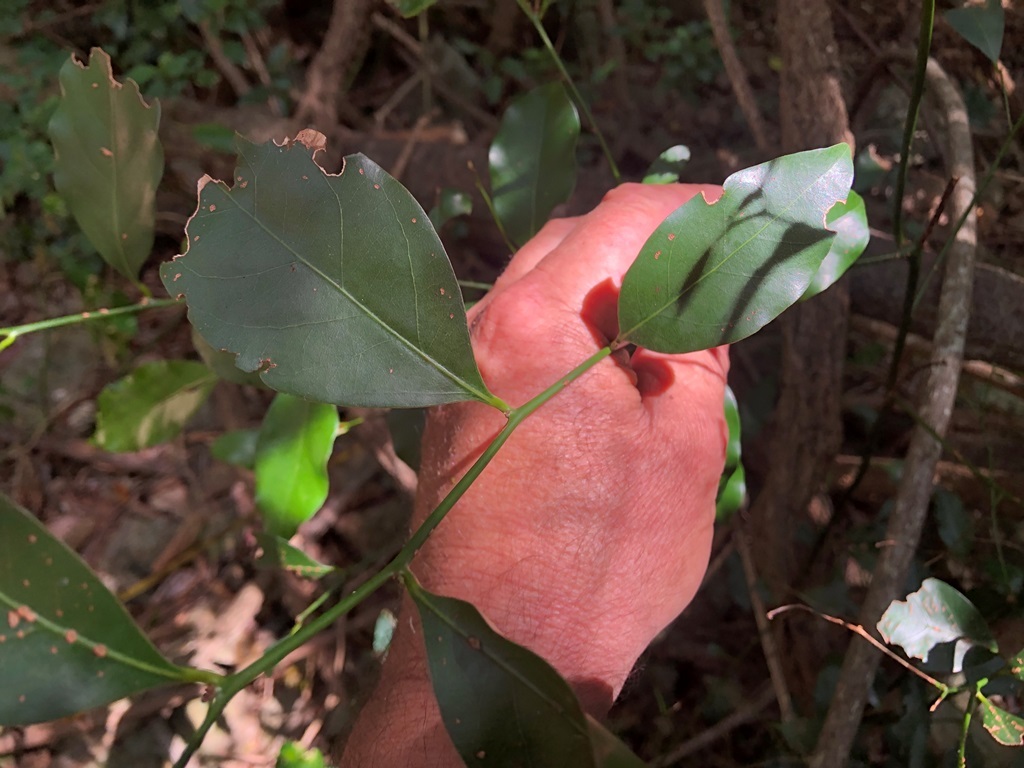 Cryptocarya bidwillii Meisn.