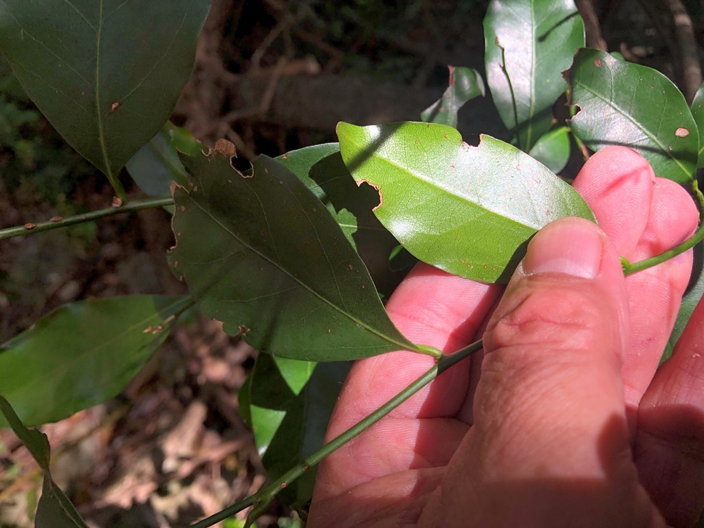 Cryptocarya bidwillii Meisn.