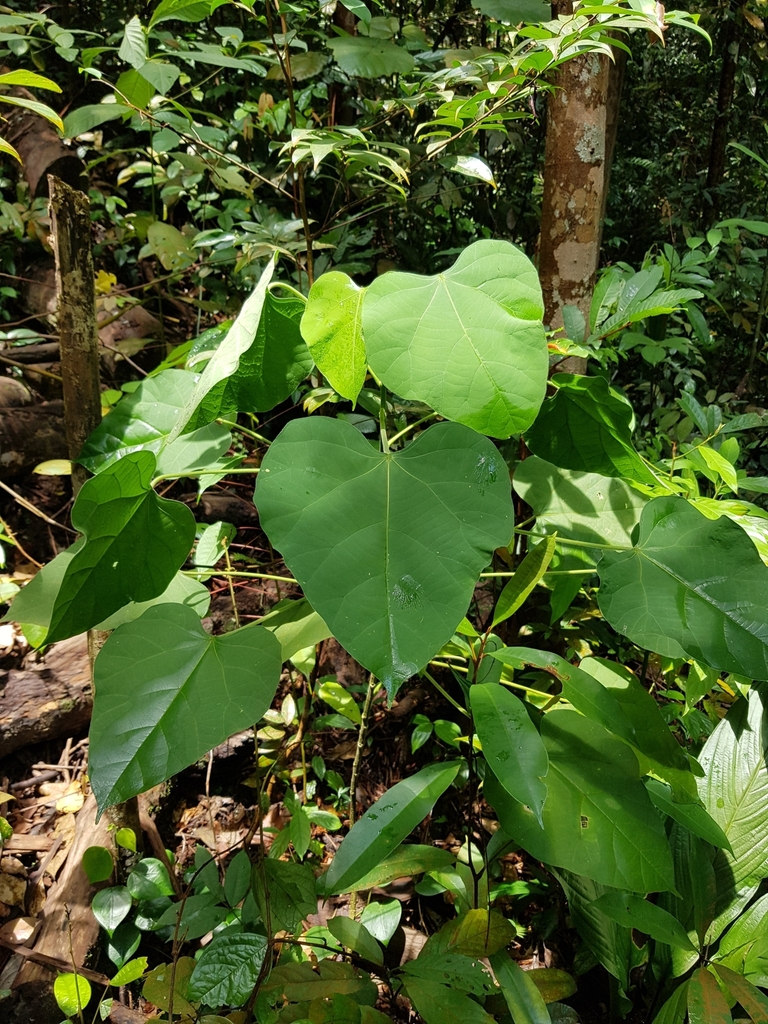(Endospermum peltatum) - Botanical Realm