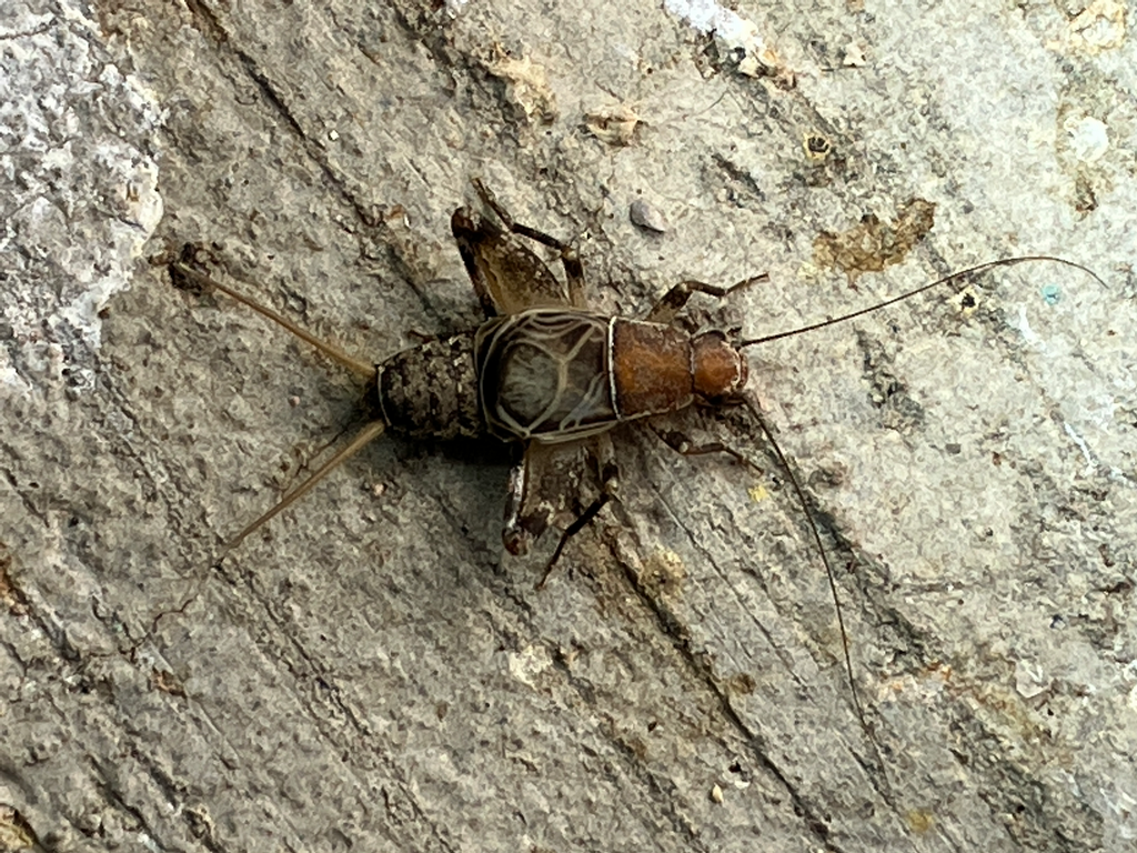 Western Brush Cricket from Cochise, Arizona, United States on August 22 ...