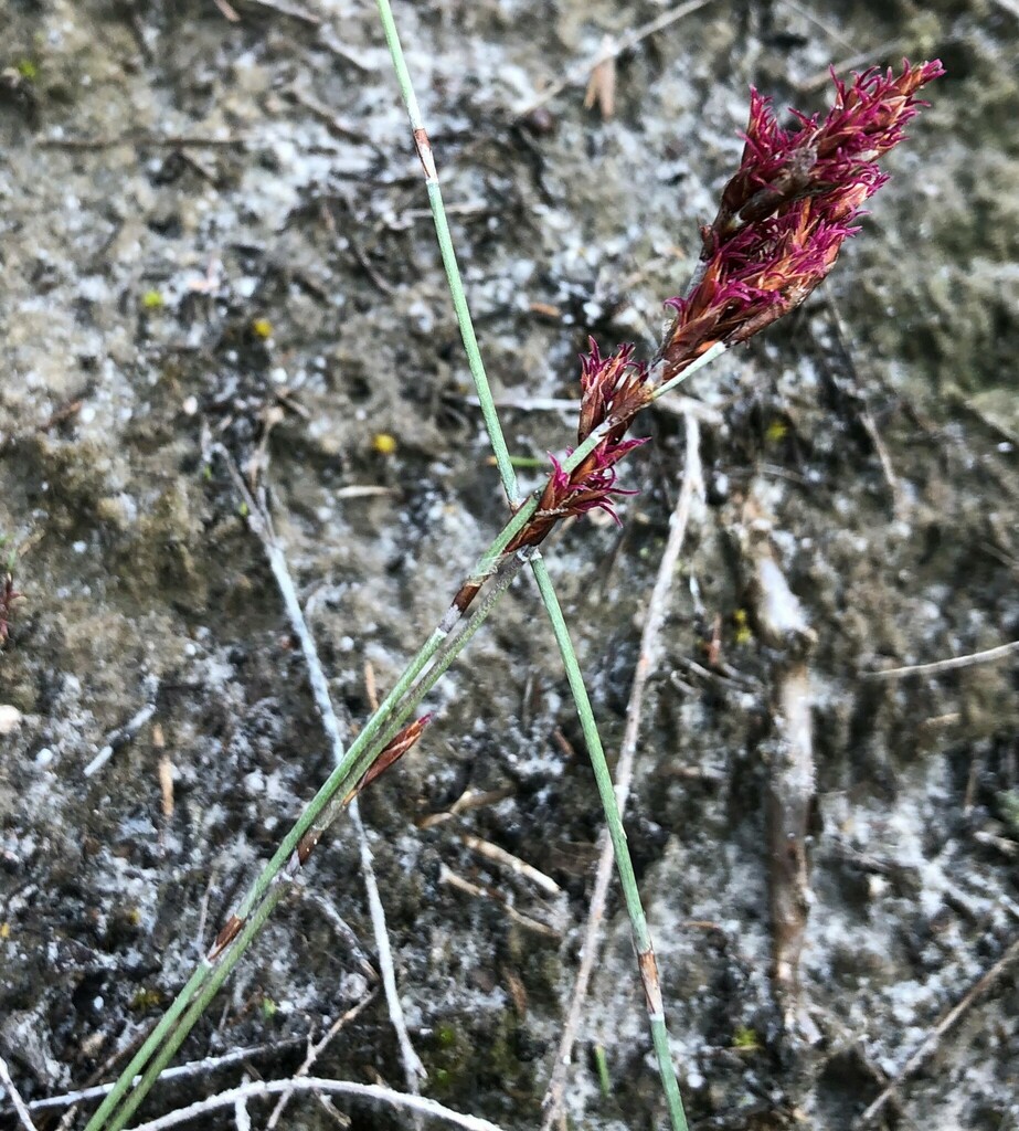 Coarse Twine-rush from Gum Lagoon SA 5267, Australia on September 22 ...