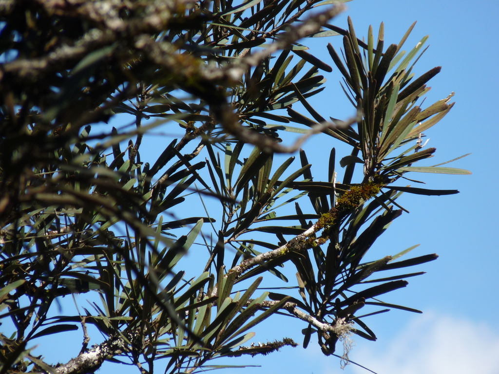 Toothed Lancewood from Wairoa Valley, New Zealand on September 22, 2022 ...