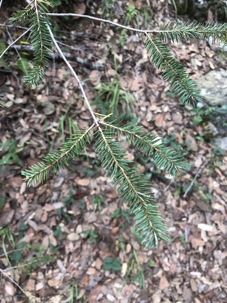 Vejar's fir from Saltillo, Coahuila de Zaragoza, MX on September 16 ...