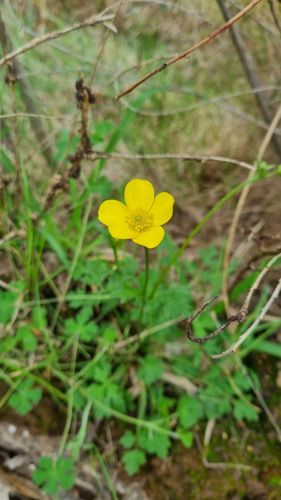 Australian Buttercup from Churchill Dr/Mt. Dandenong Tourist Rd ...