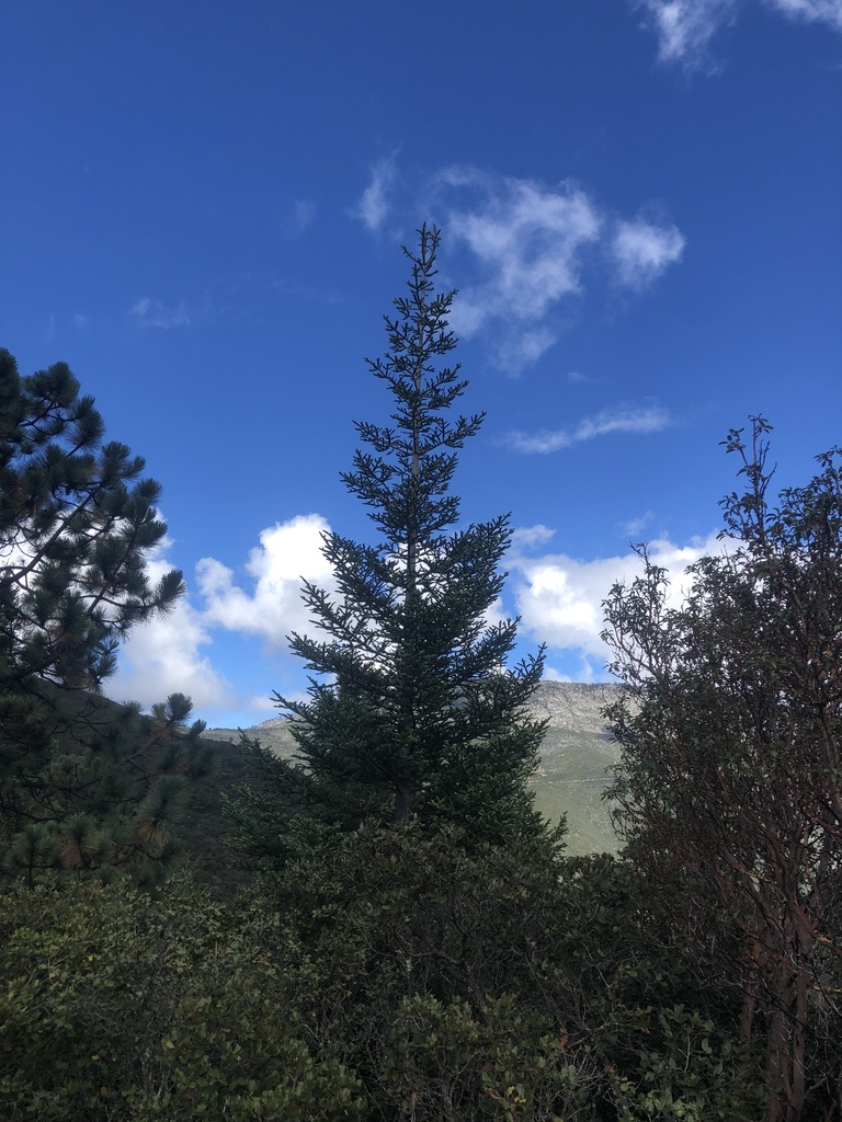 Vejar's fir from Arteaga, Coahuila de Zaragoza, MX on September 17 ...