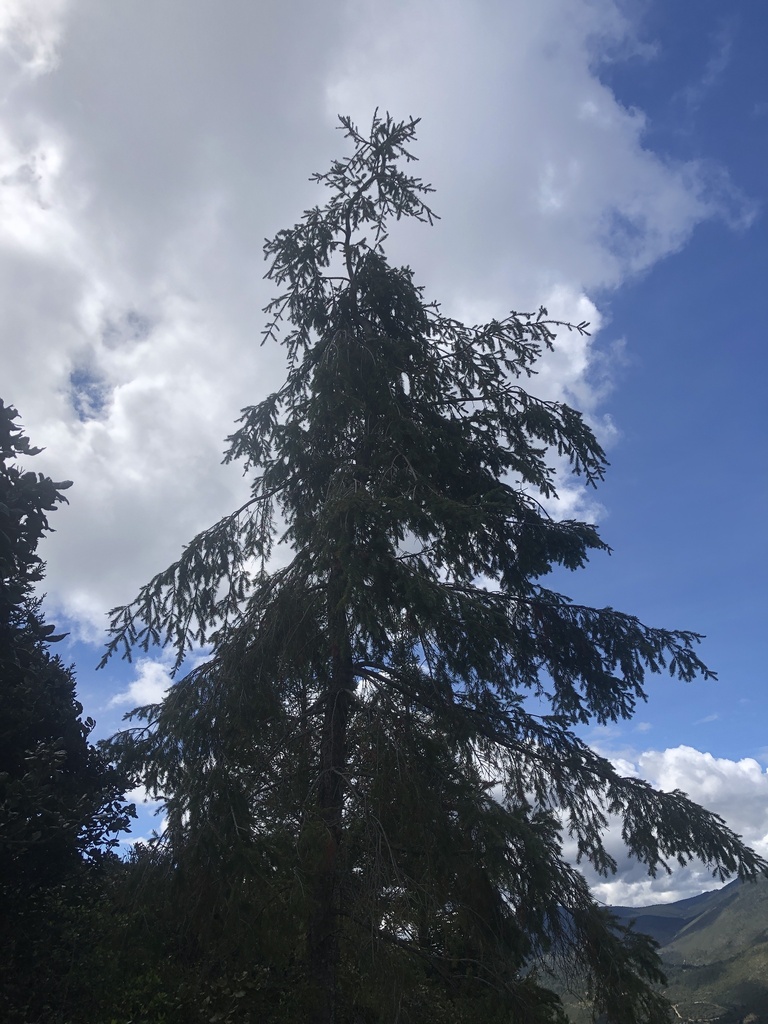 Mexican Spruce from Arteaga, Coahuila de Zaragoza, MX on September 17 ...