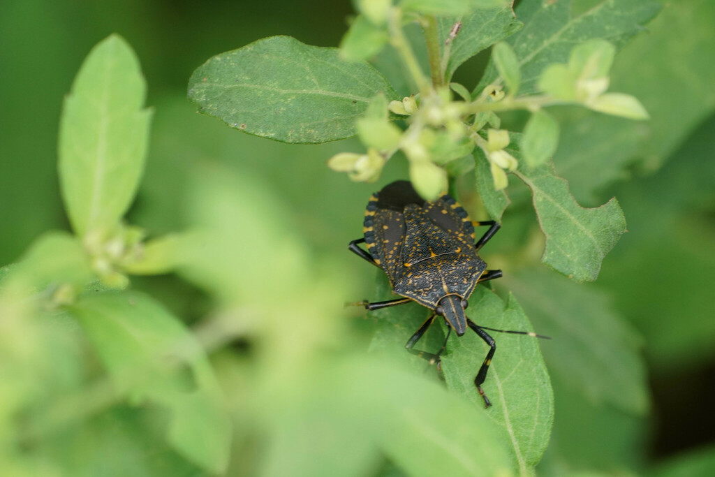 Yellow-spotted Stink Bug from 日本、東京都多摩市連光寺 on September 22, 2022 at 12: ...