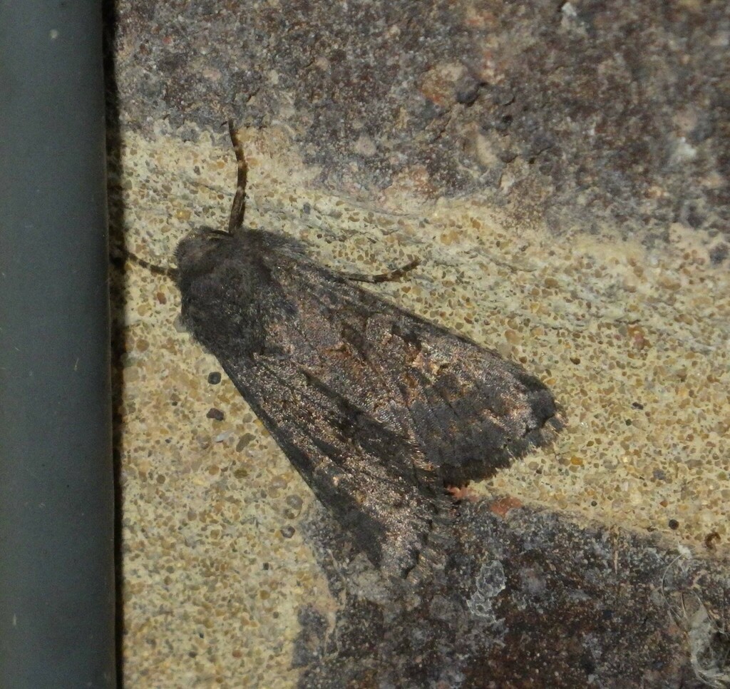 Aporophyla from Gamlingay, Sandy SG19, Vereinigtes Königreich on ...