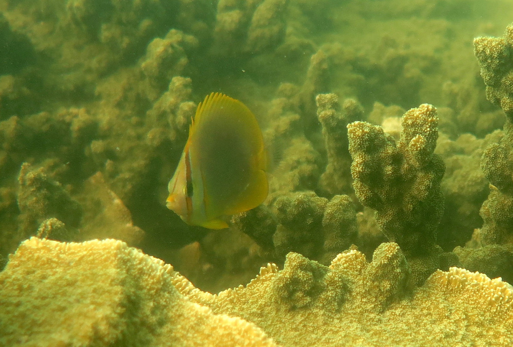 Goldstripe Butterflyfish from Middle Reef, Townsville on September 19 ...
