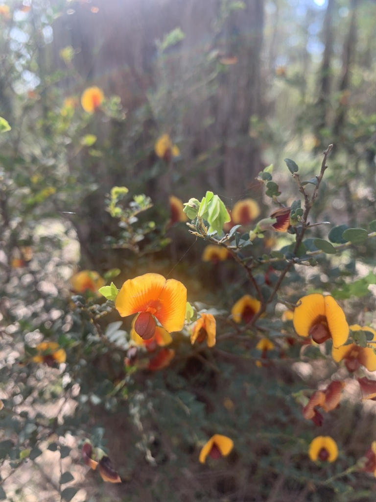 Bossiaea pulchella from East Ward, Stoneville, WA, AU on September 22 ...