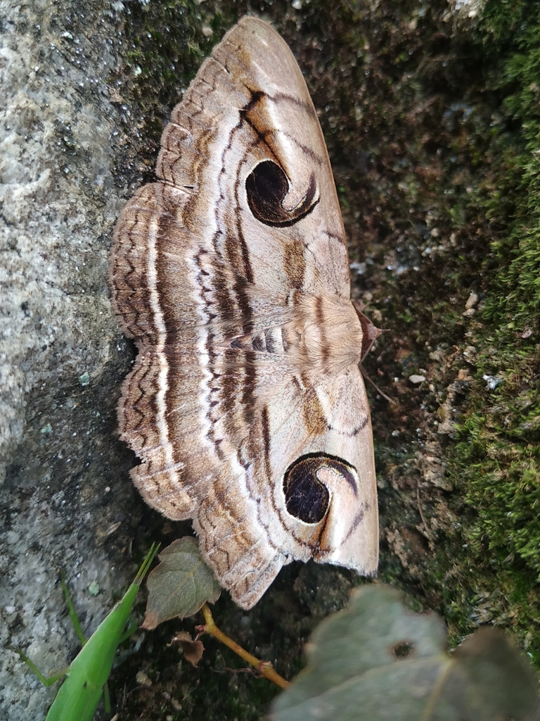 Spirama retorta from Jodoji Kamibanbacho on September 22, 2022 at 03:48 ...