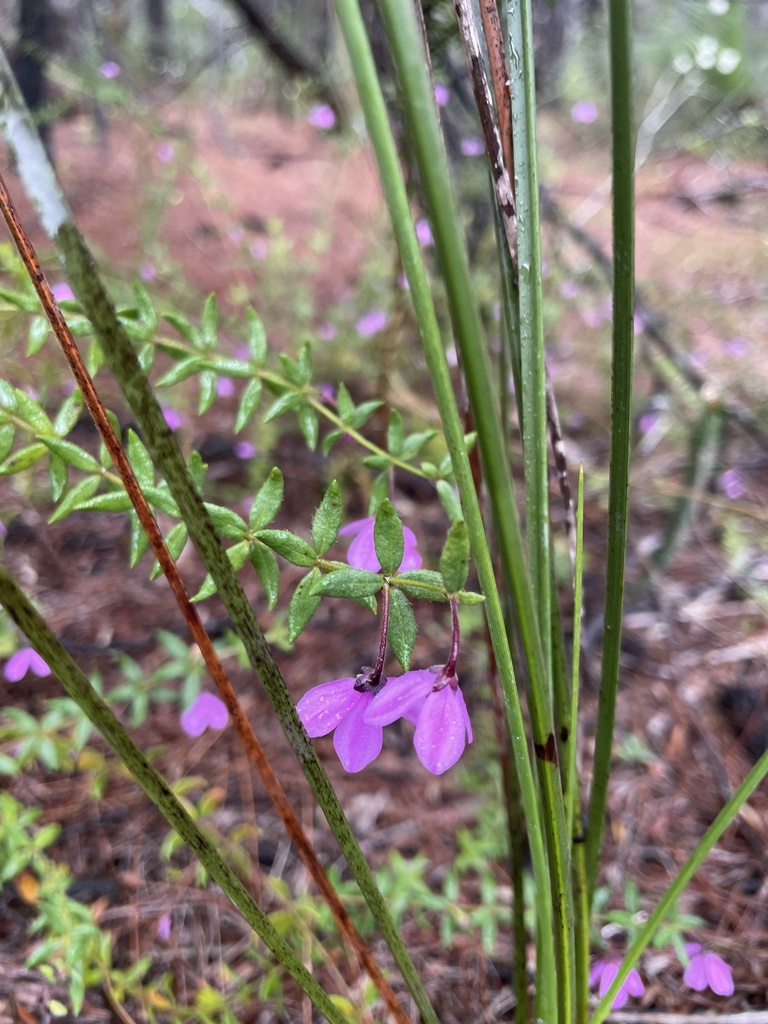 Thyme Pink-bells from Noosa National Park, Marcus Beach, QLD, AU on ...