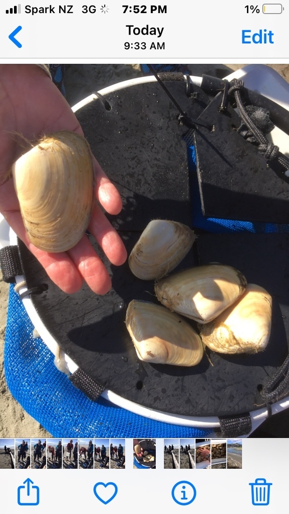 Southern Tuatua from Brooklands Spit, Christchurch, Canterbury, NZ on ...