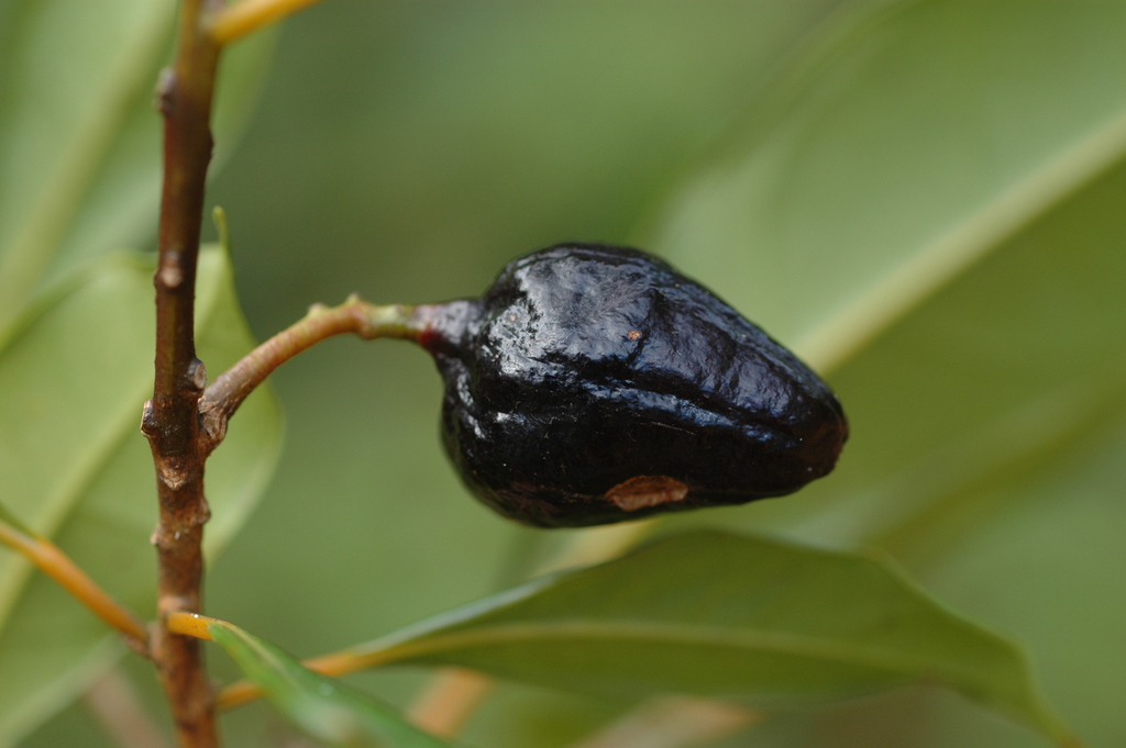 (Cryptocarya oubatchensis) - Botanical Realm
