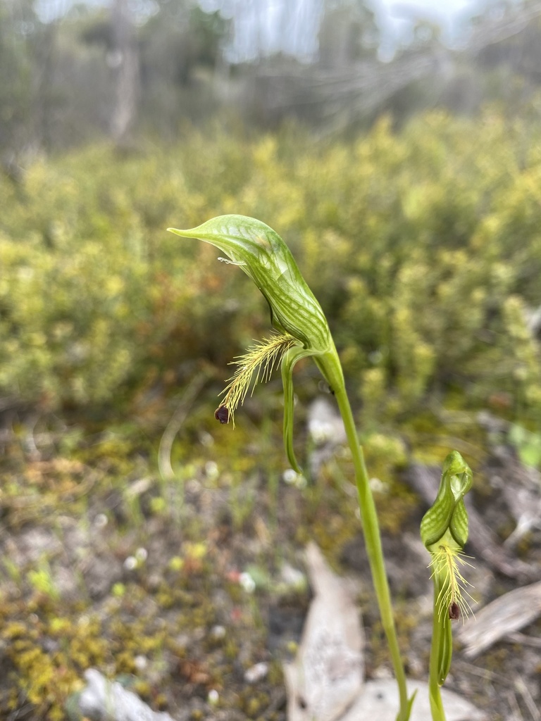 Greenhoods from Keith, SA, AU on September 21, 2022 at 02:24 PM by ...