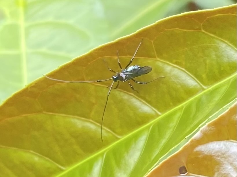 Mosquito Bugs from one-north Park: Fusionopolis North, SG on September ...