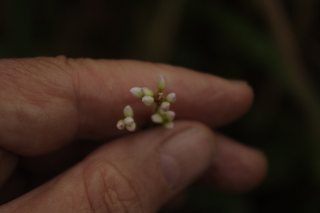 spotted knotweed from Maryborough QLD 4650, Australia on September 22 ...