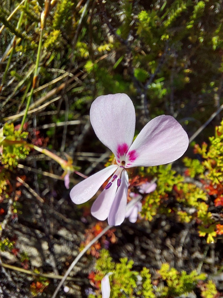 Fernleaf Storksbill from Garden Route District Municipality, South ...