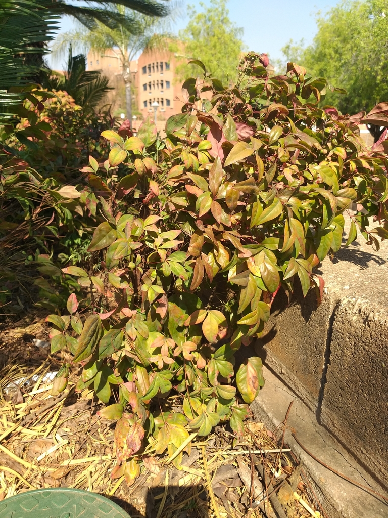 Mountain Horopito from University of Pretoria - Hatfield Campus Main ...