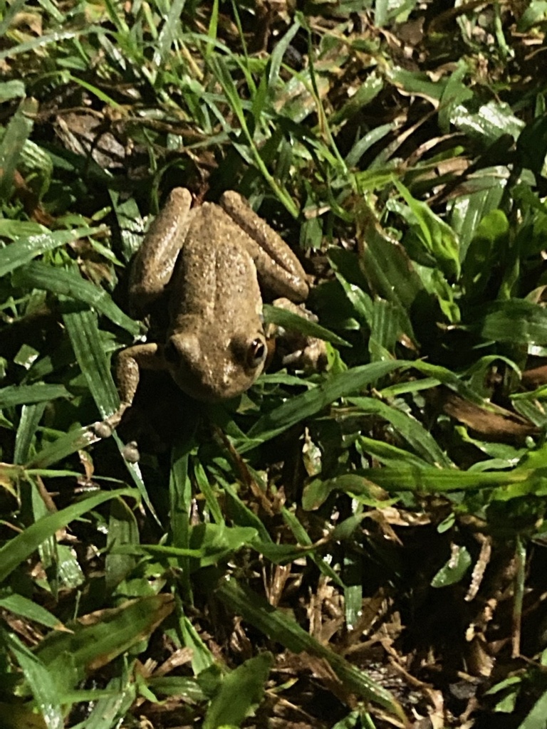 Peron's Tree Frog from McIntosh Creek Rd, Jones Hill, QLD, AU on ...