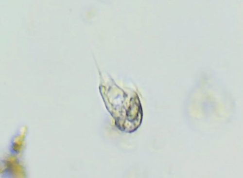 Caenomorpha medusula · iNaturalist