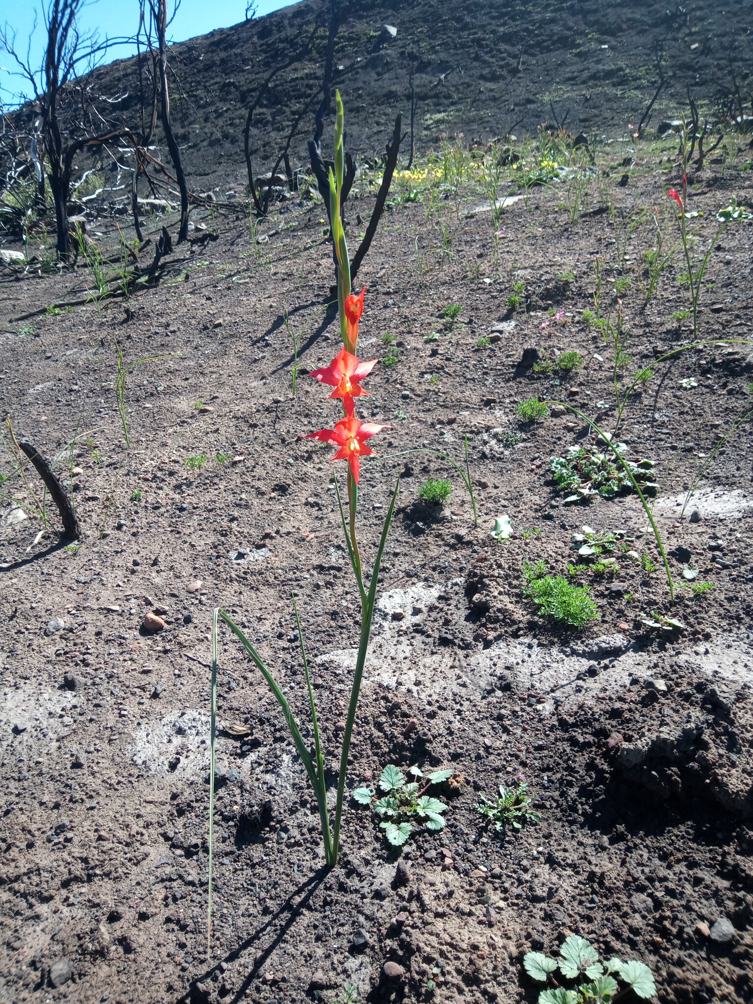 Gladiolus quadrangularis (Burm.f.) Aiton