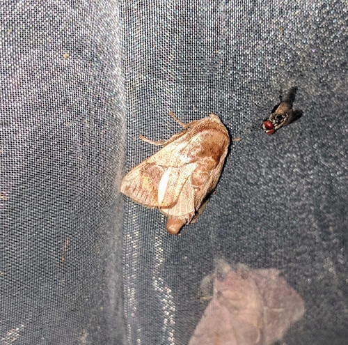 Setora cupreistriga · iNaturalist