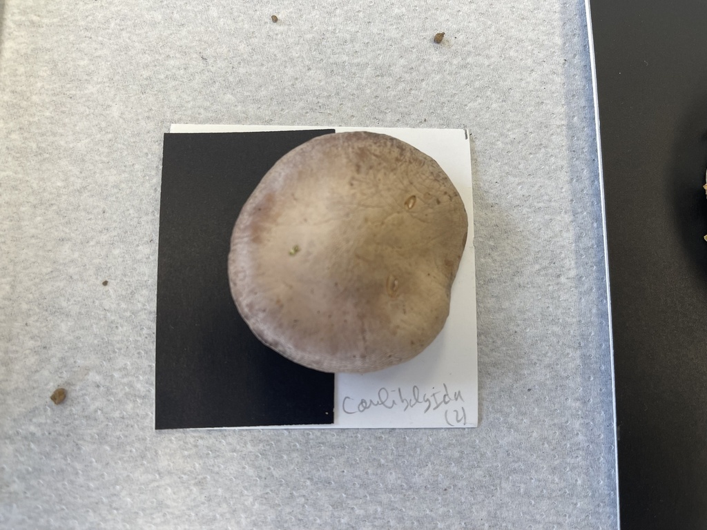 deadly fibrecap from West Bathurst, Bathurst, NB, CA on September 16 ...