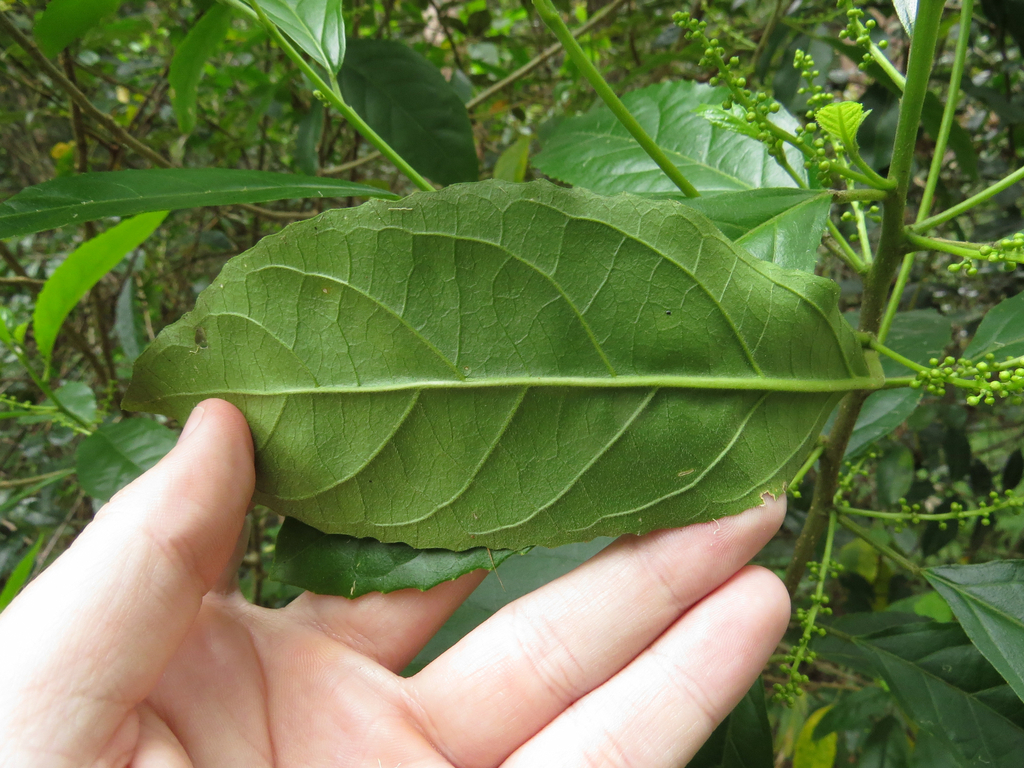 Brittlewood (Claoxylon australe) - Botanical Realm