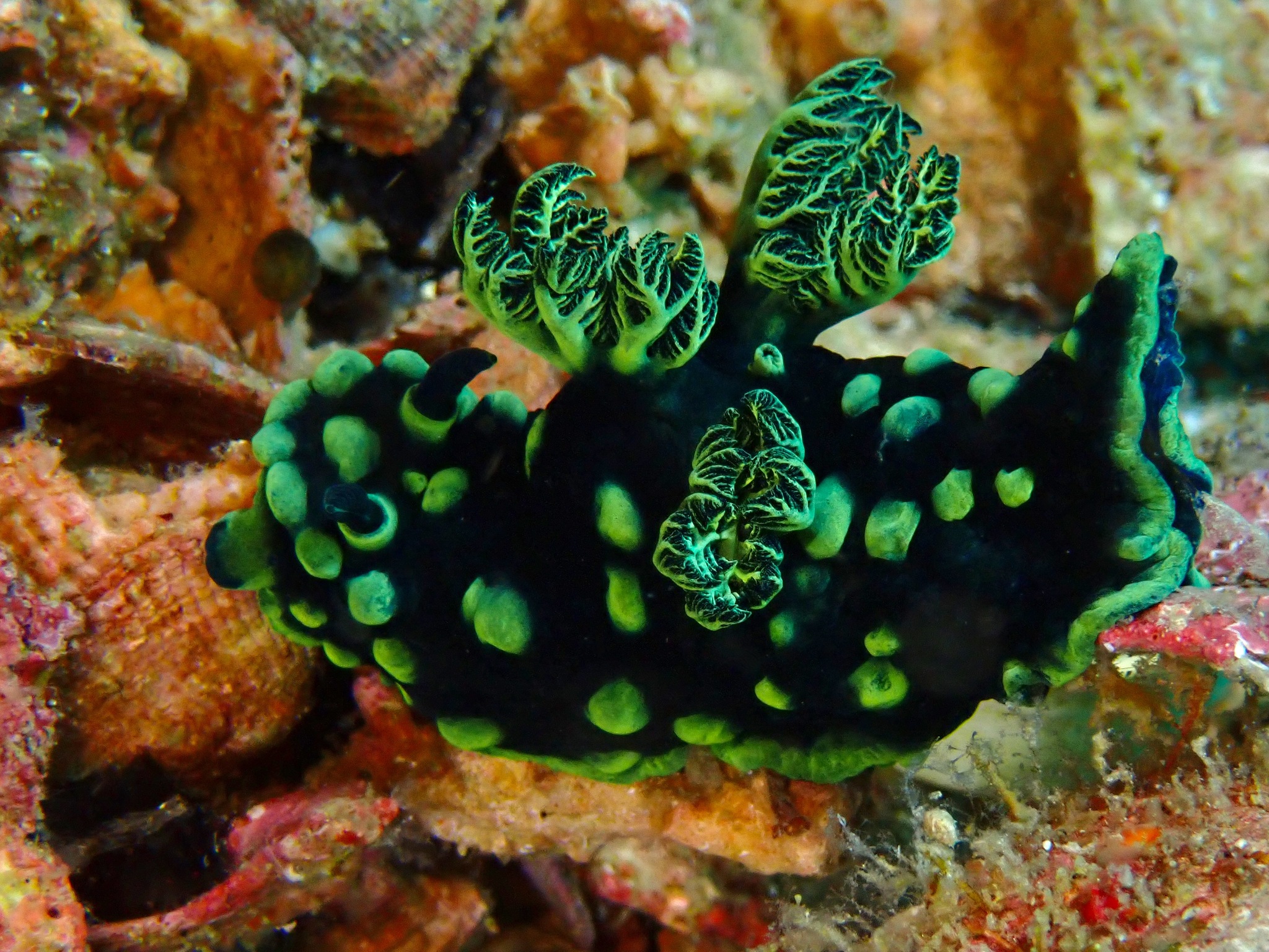 Nembrotha cristata Bergh, 1877