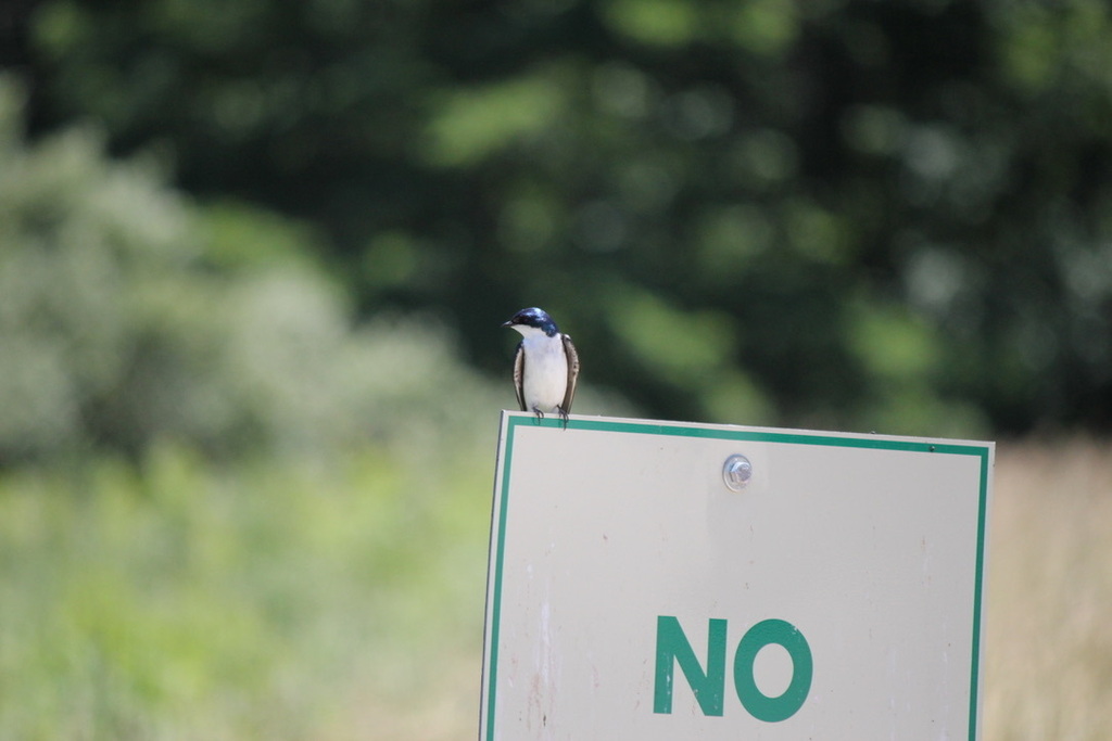 Tree Swallow from Muskingum County, OH, USA on June 24, 2022 at 02:43 ...