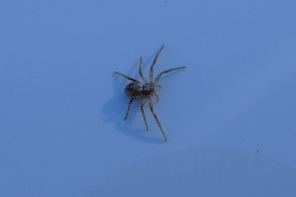 Philodromus aureolus from 39700 Parkano, Suomi on September 22, 2022 at ...