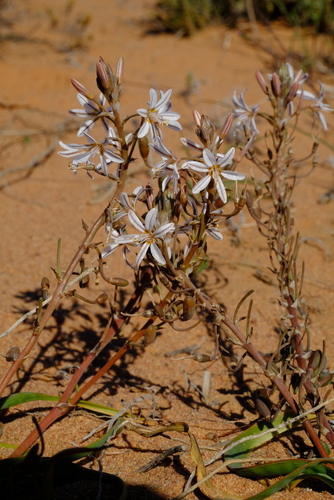 Trachyandra arenicola · iNaturalist