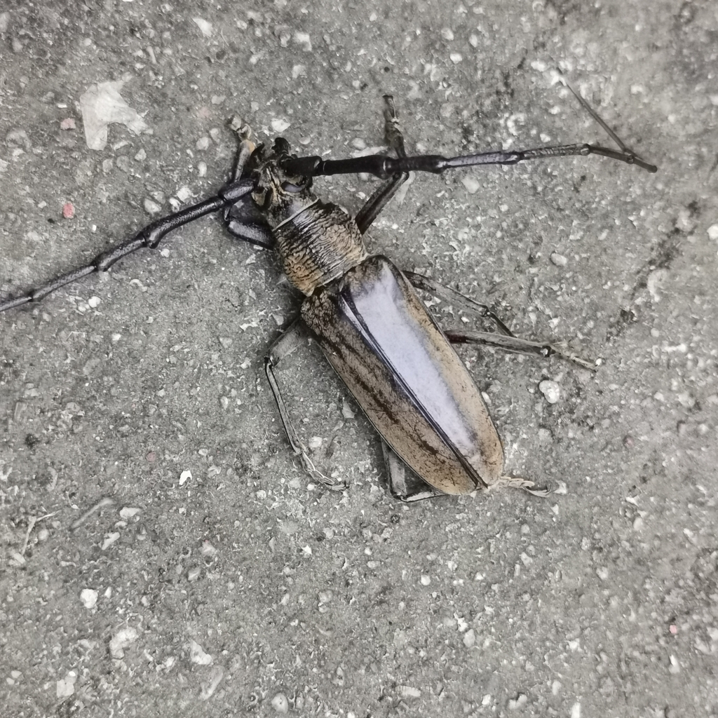 Neocerambyx raddei from 江苏省南京市浦口区G40沪陕高速 on August 8, 2021 at 06:19 PM ...