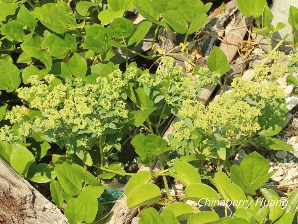 Sweet Spurge from Taitung, TW-TA, TW on September 17, 2022 at 02:17 PM ...