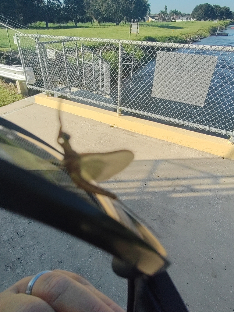 Giant Mayfly from Kissimmee, FL 34744, USA on September 22, 2022 at 09: ...